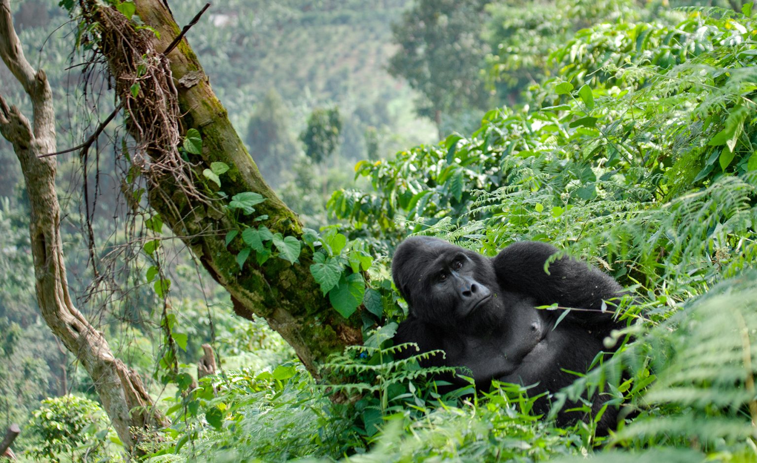 Gorillas Facts - The Gorilla Organization