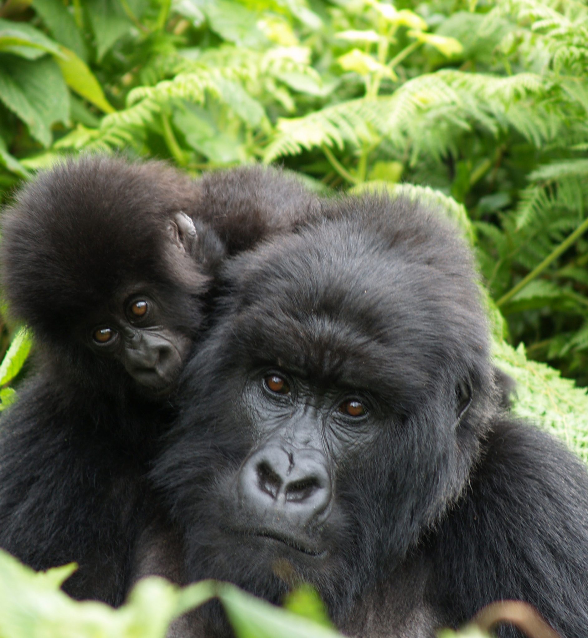 Gorillas Facts - The Gorilla Organization