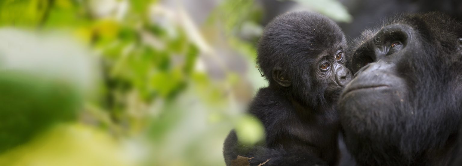 Keeping baby gorillas safe - The Gorilla Organization